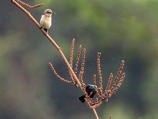 Superb Sunbird - eBird
