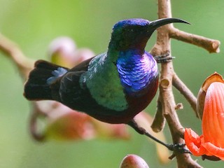 Superb Sunbird - eBird