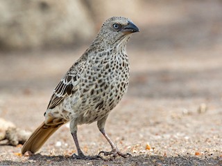 Rufous-tailed Weaver - eBird