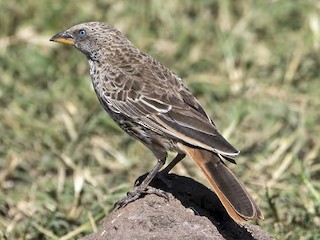 Rufous-tailed Weaver - eBird