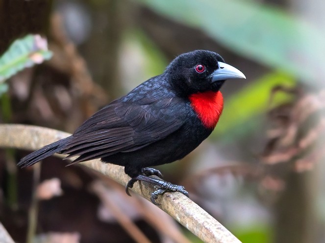 Blue-billed Malimbe - eBird