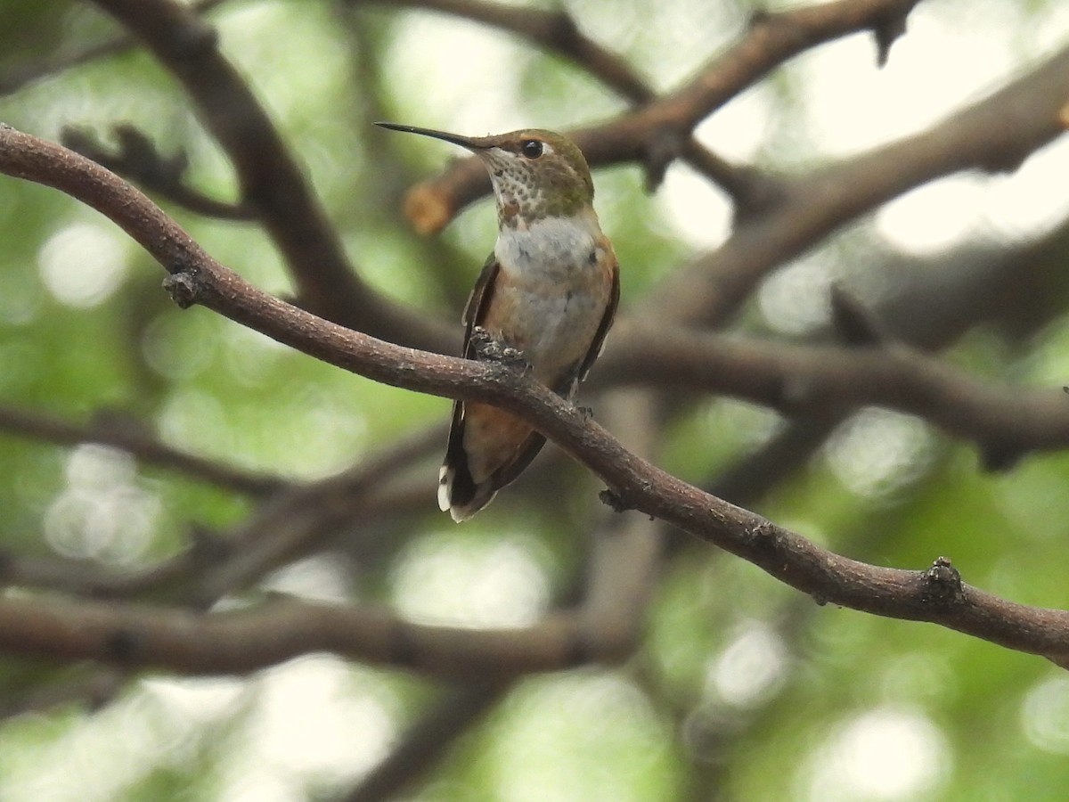 eBird Checklist - 27 Aug 2020 - Griffin Riley home - 21 species