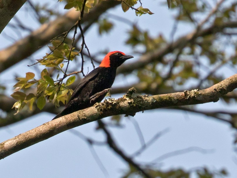 Red-headed Malimbe - eBird