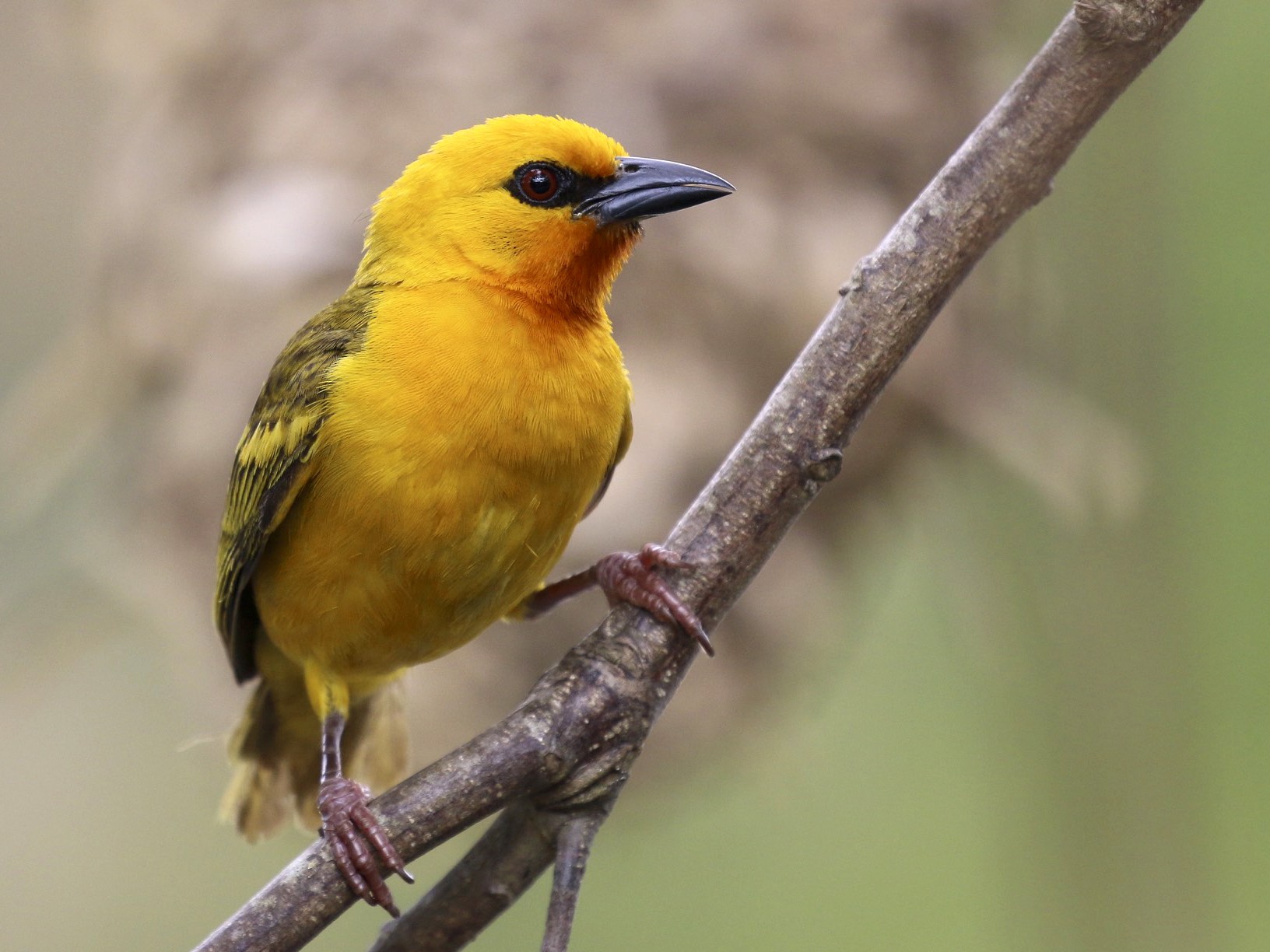 Orange Weaver - eBird