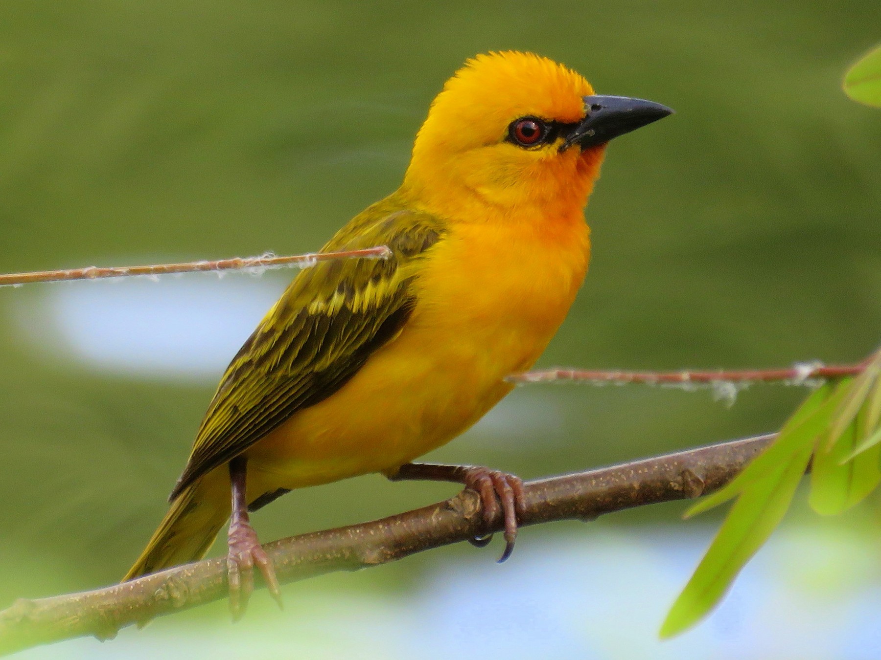 Orange Weaver - eBird