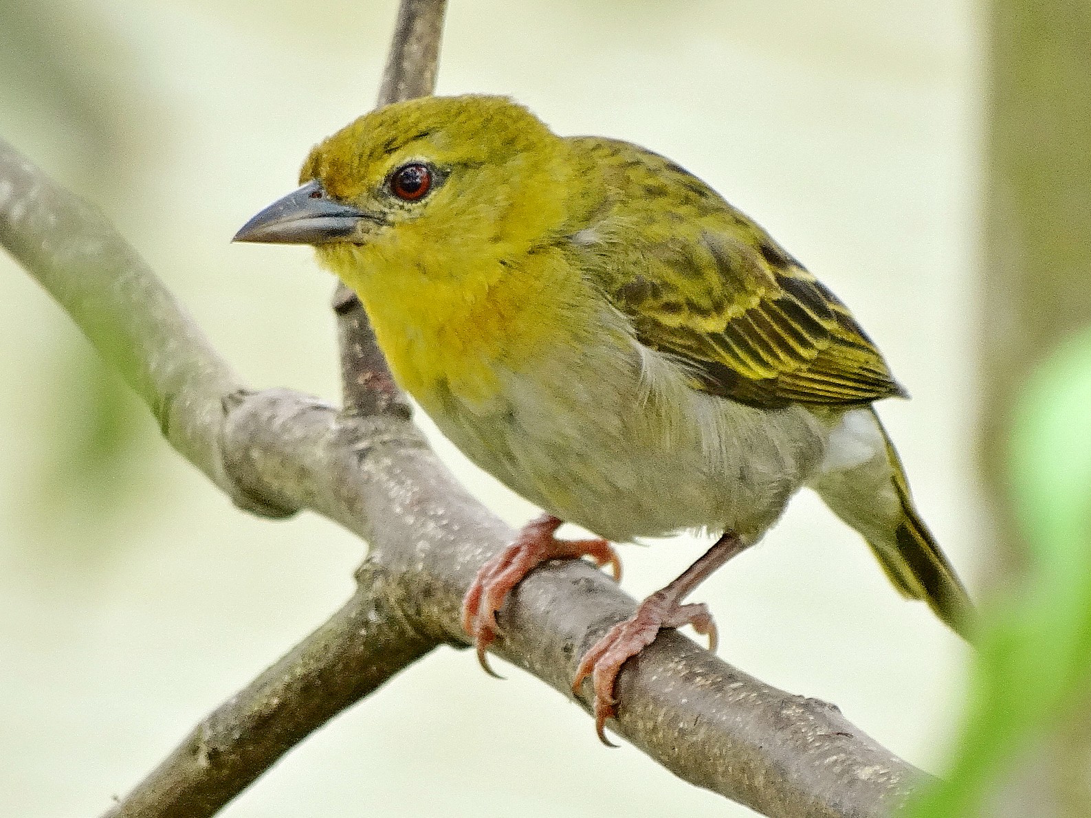 Orange Weaver - eBird