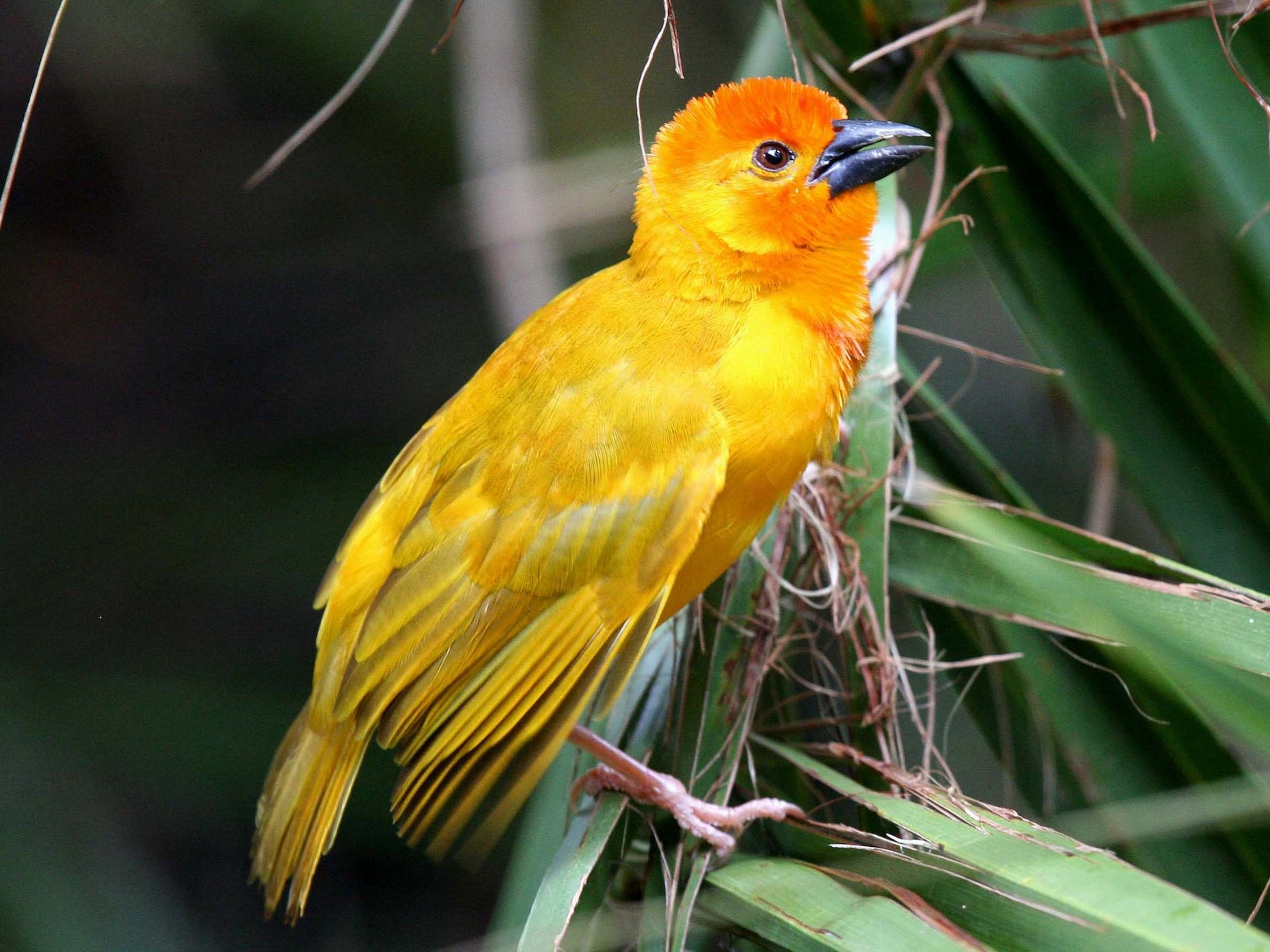 Golden Palm Weaver - eBird