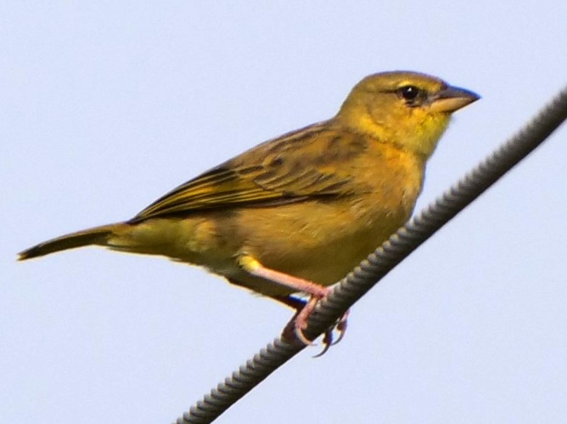 Taveta Golden-Weaver - eBird