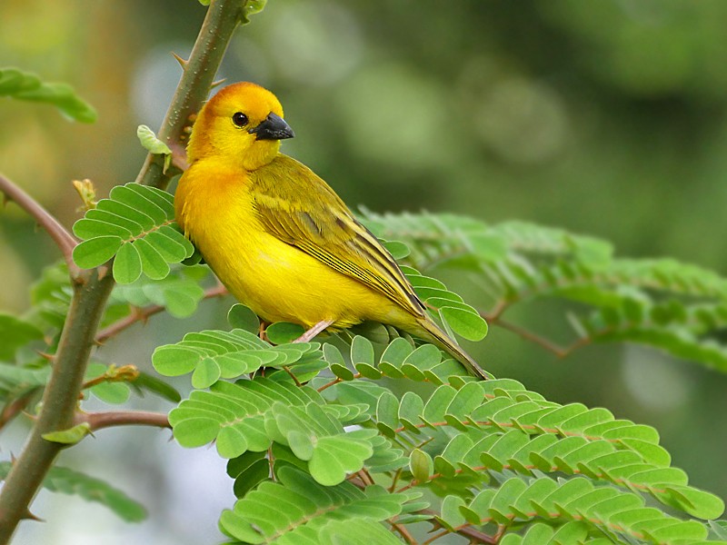 Taveta Golden-Weaver - eBird
