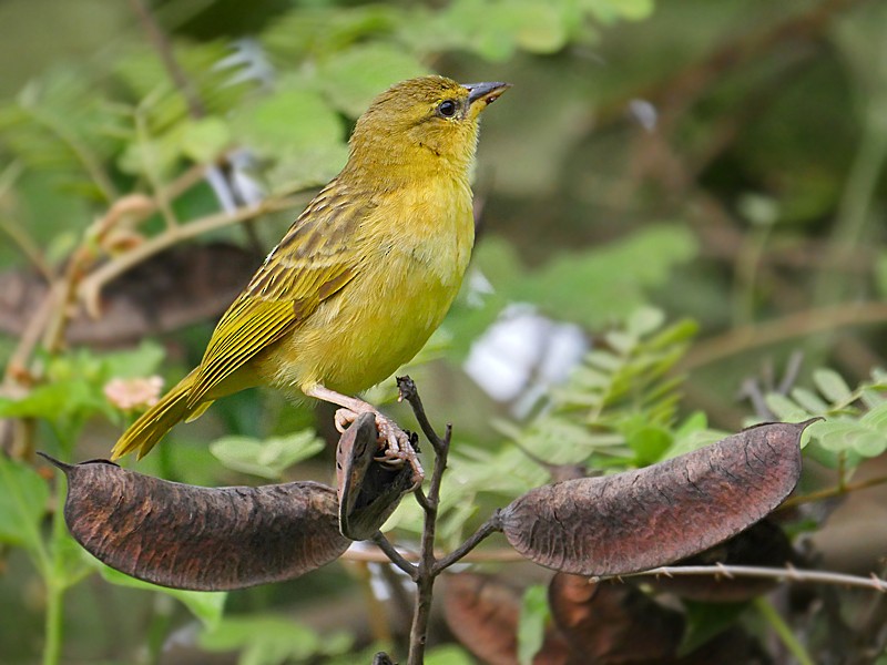 Taveta Golden-Weaver - eBird
