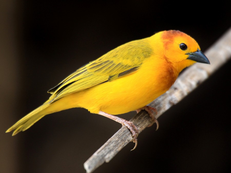 Taveta Golden-Weaver - eBird