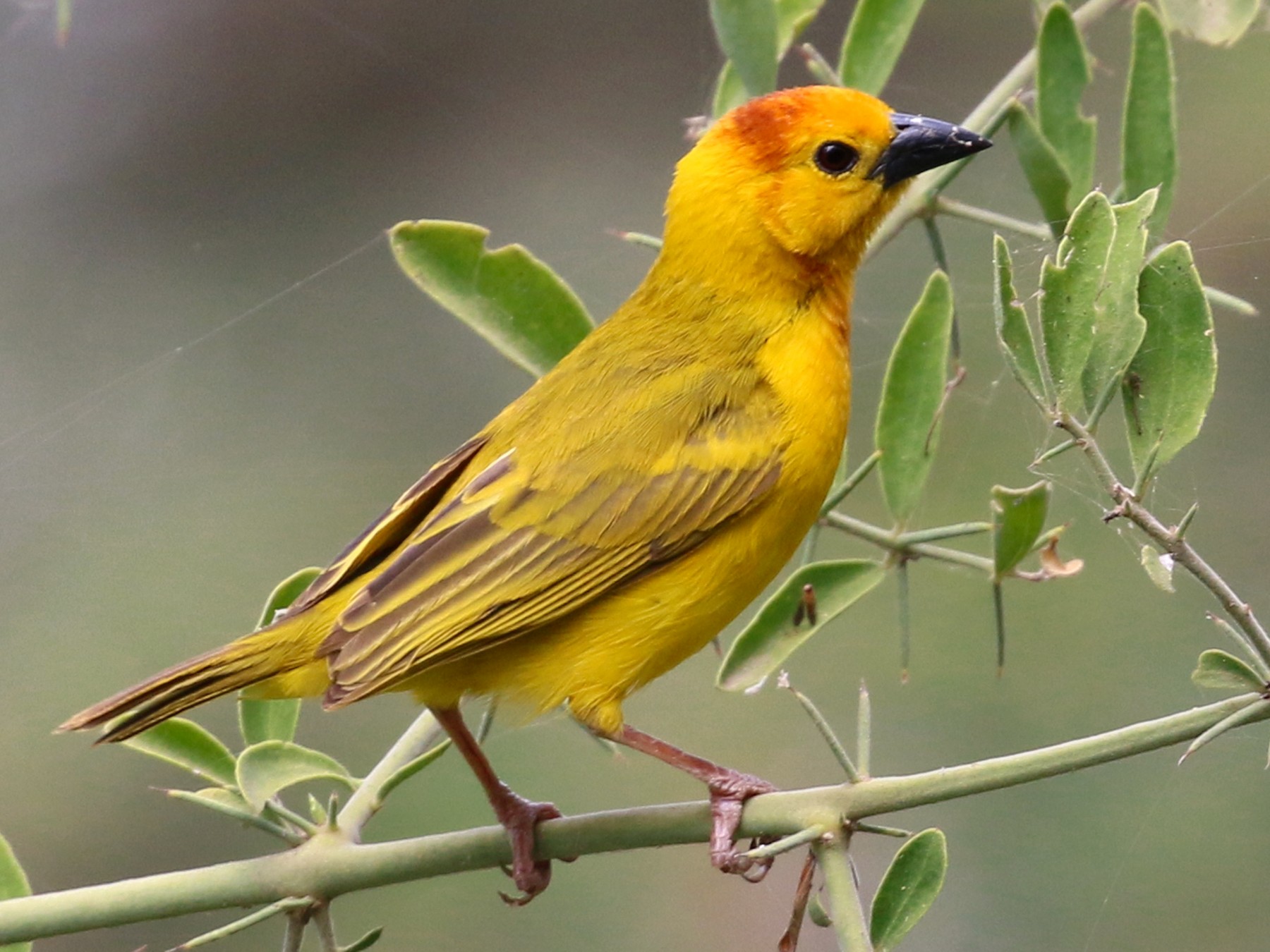 Taveta Golden-Weaver - eBird