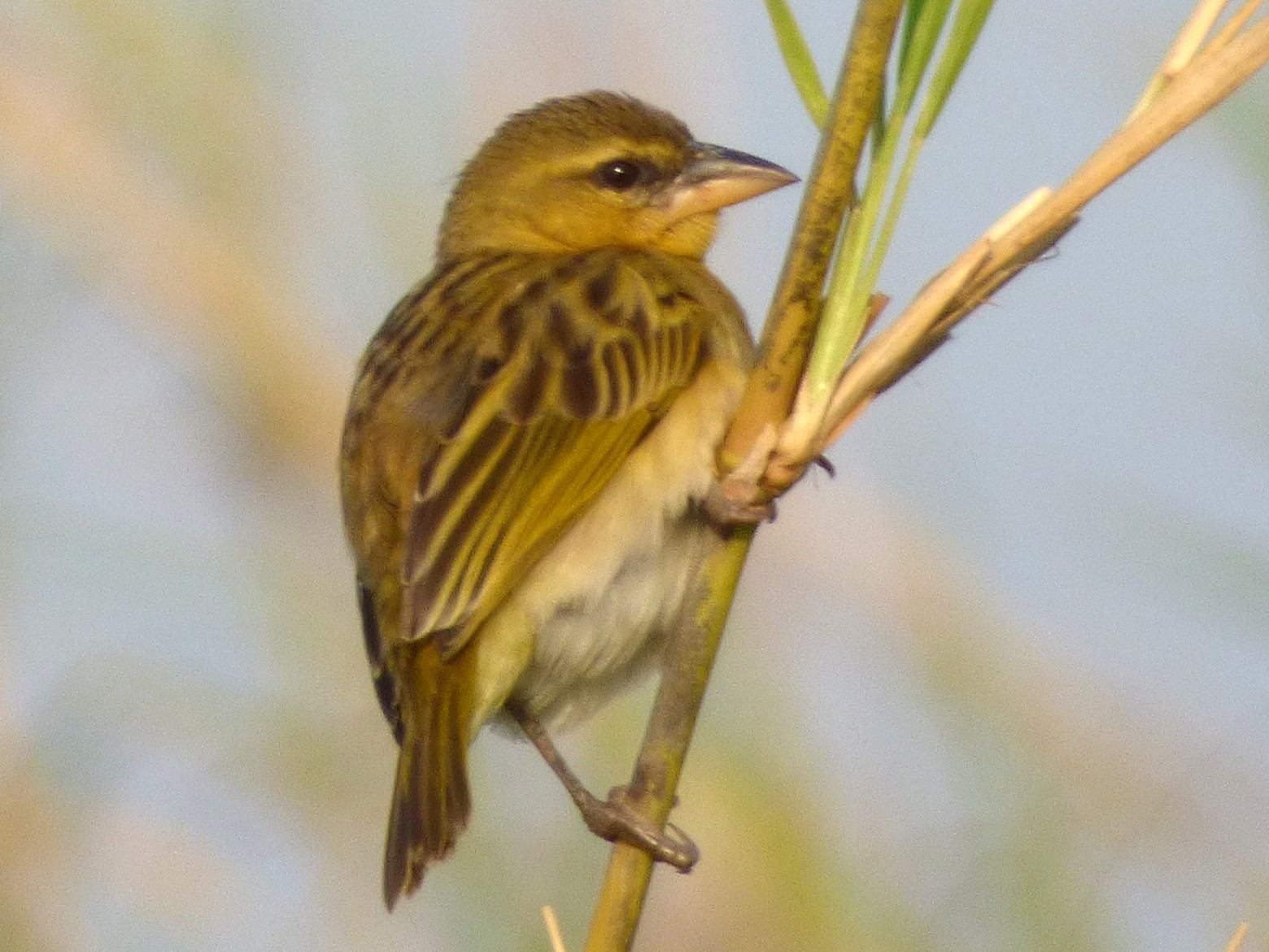 Kilombero Weaver - eBird