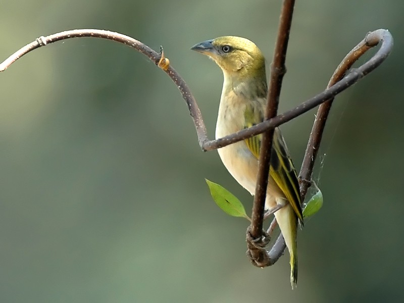 Heuglin's Masked-Weaver - eBird