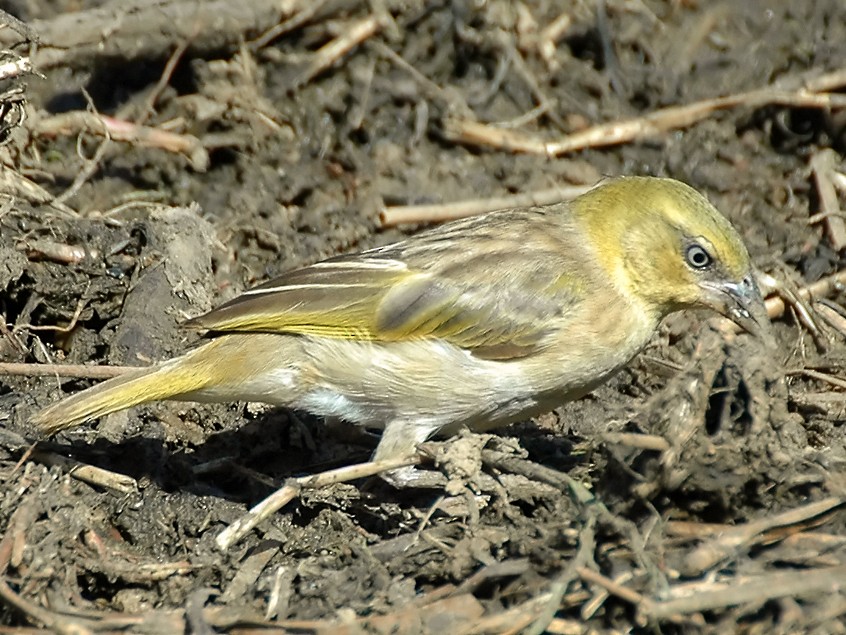 Heuglin's Masked-Weaver - eBird