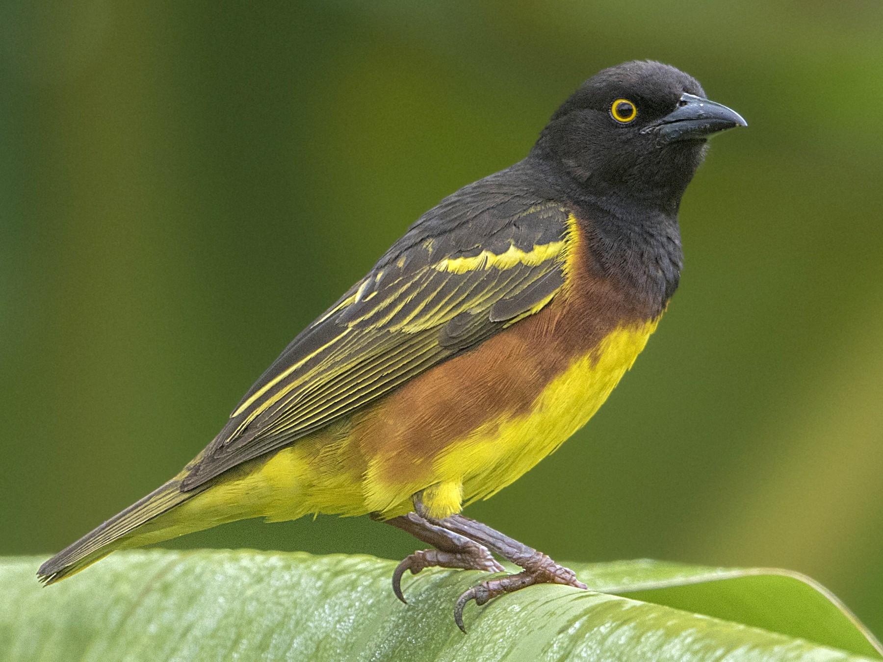Weyns's Weaver - eBird