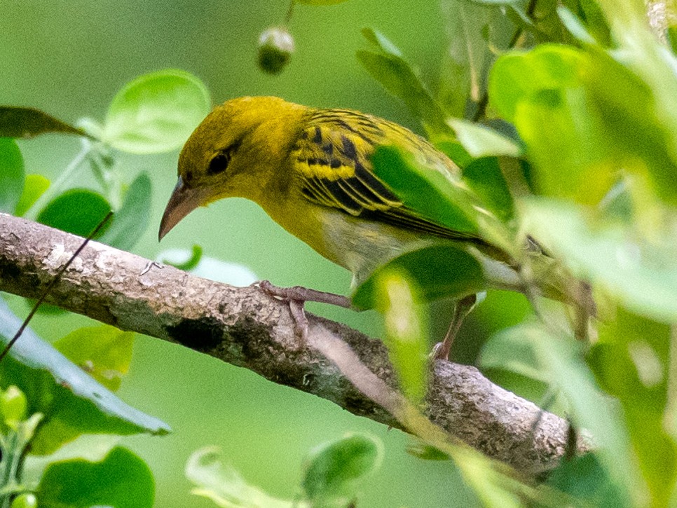 Clarke's Weaver - eBird
