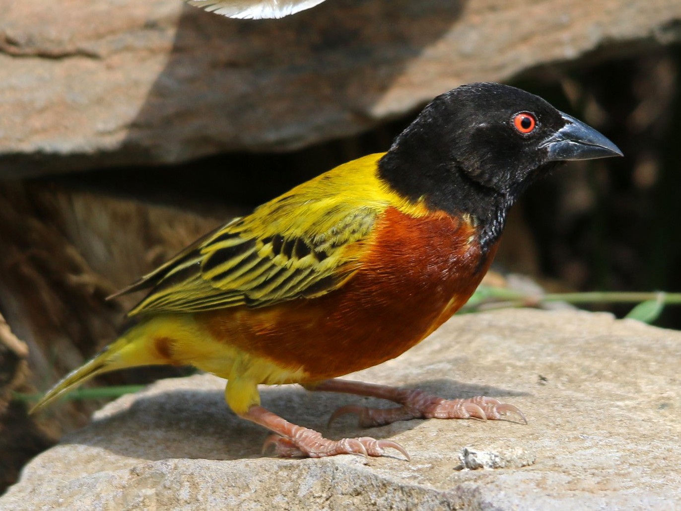 Golden-backed Weaver - eBird