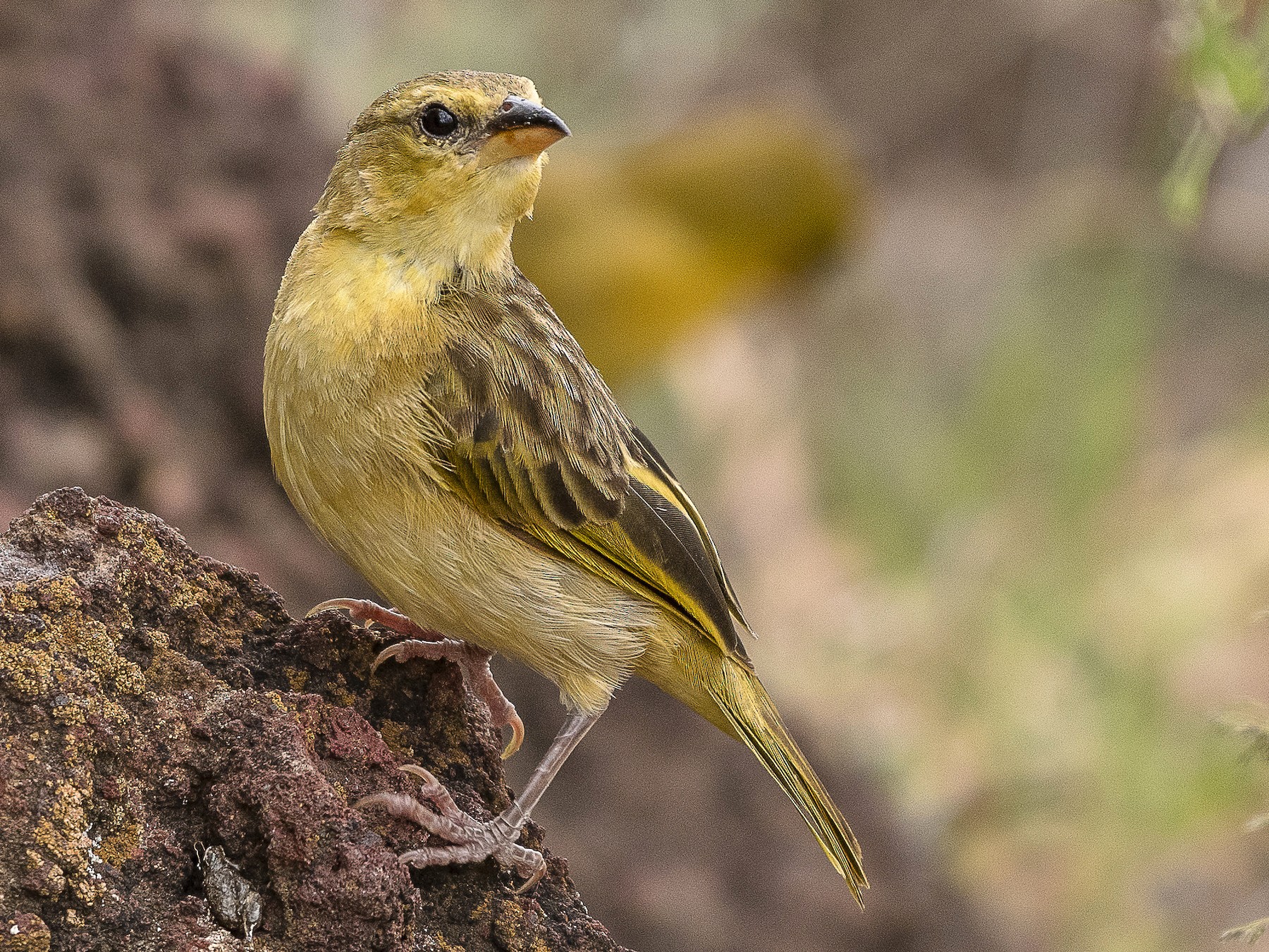 Golden-backed Weaver - eBird