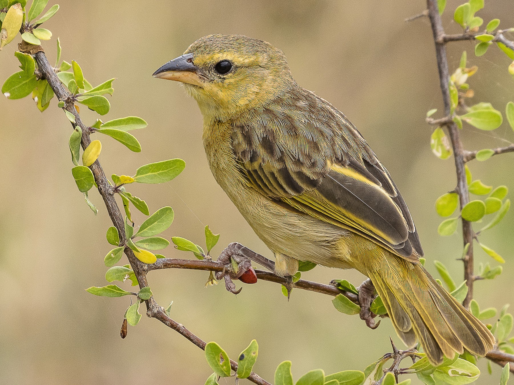 Golden-backed Weaver - eBird