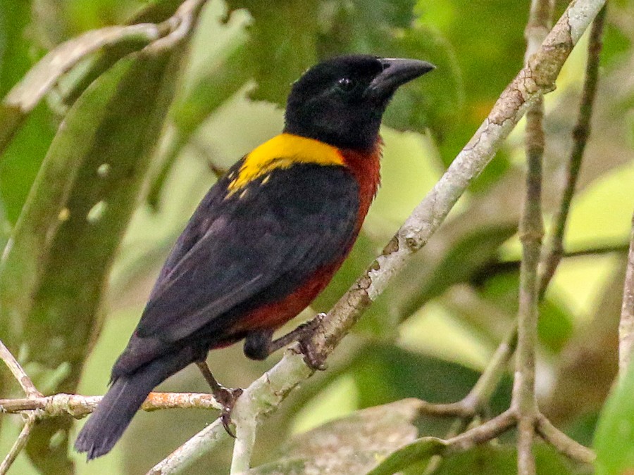 Yellow-mantled Weaver - eBird