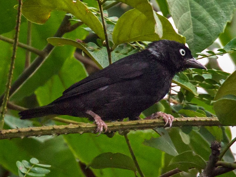 Maxwell's Black Weaver - eBird