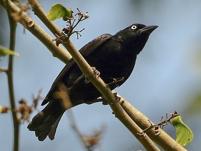 Maxwell's Black Weaver - eBird