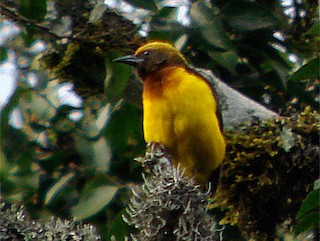 Usambara Weaver - eBird