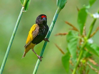 Fire-fronted Bishop - eBird