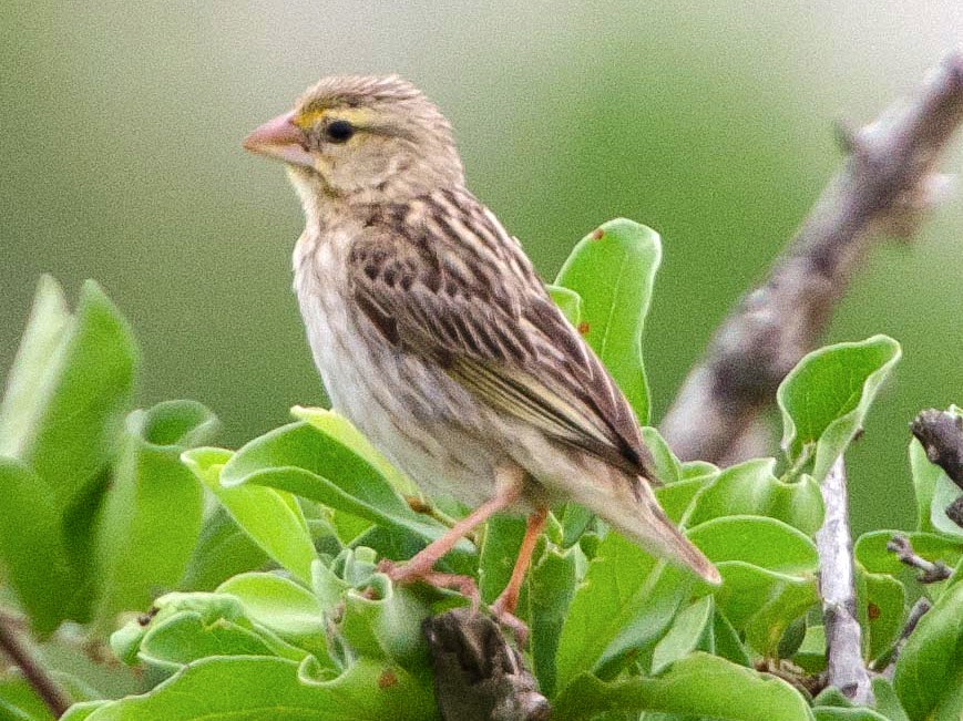 Fire-fronted Bishop - eBird