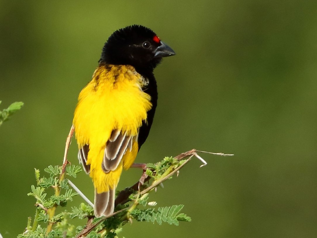 Fire-fronted Bishop - eBird