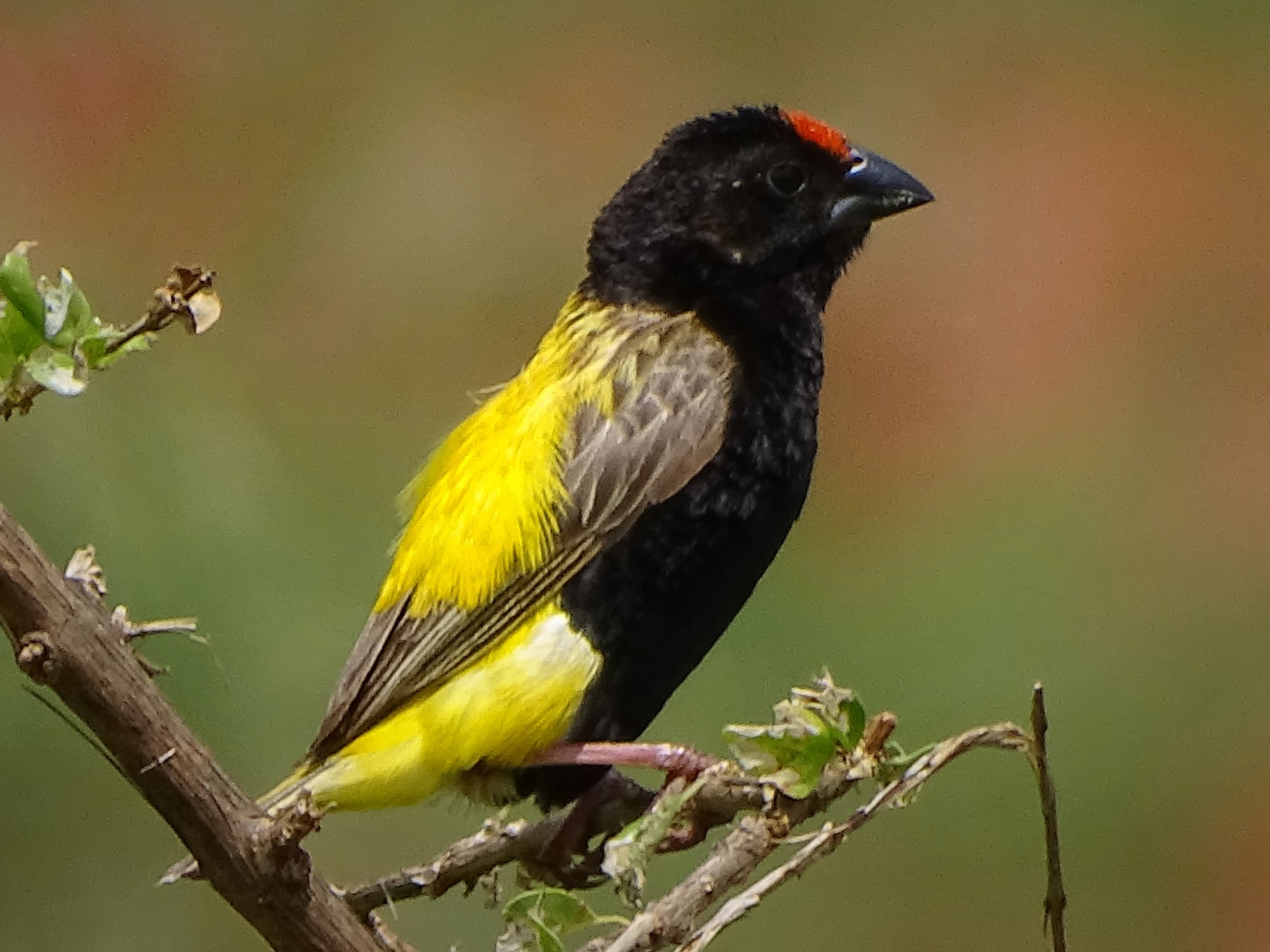 Fire-fronted Bishop - eBird