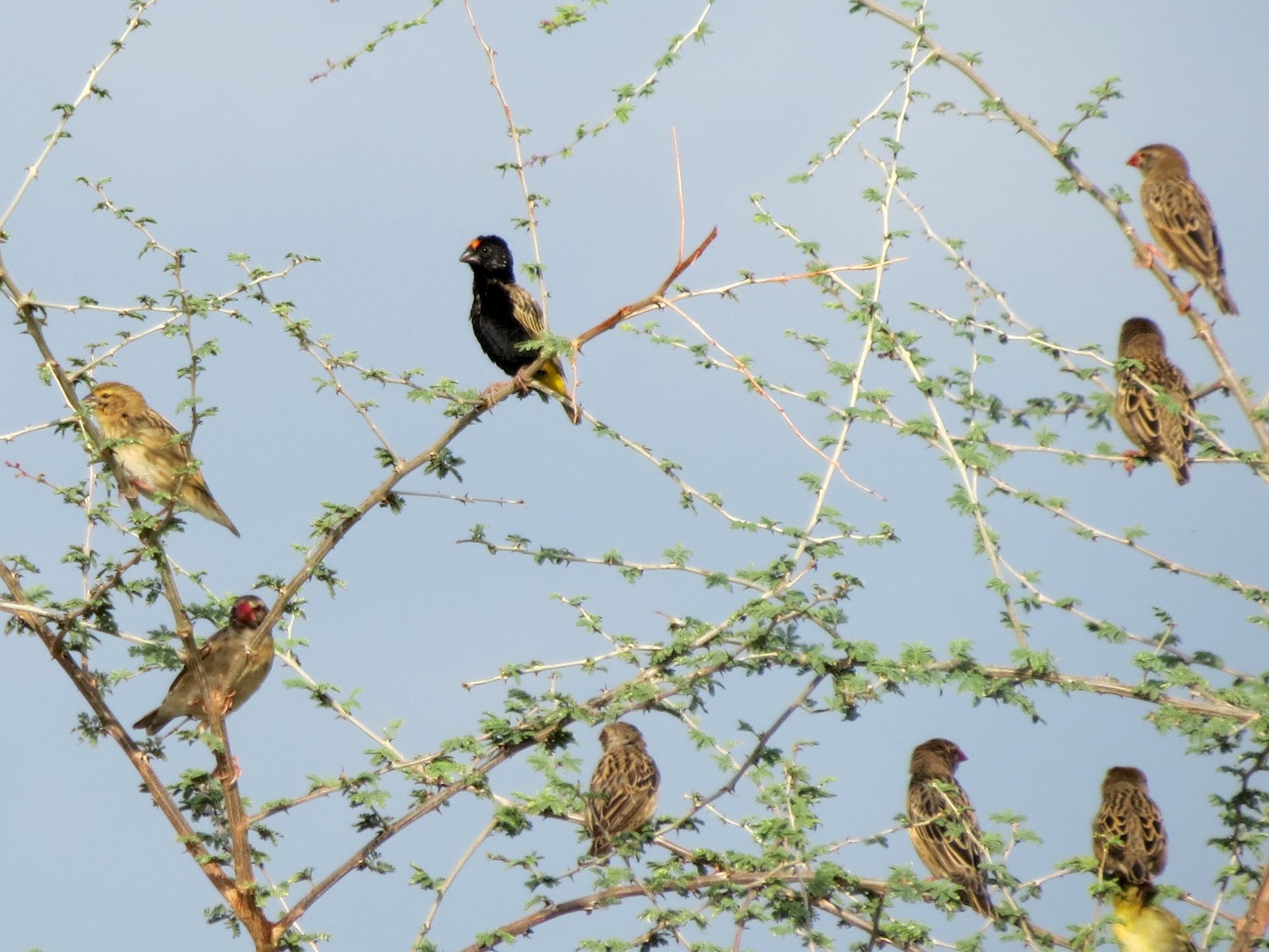 Fire-fronted Bishop - eBird