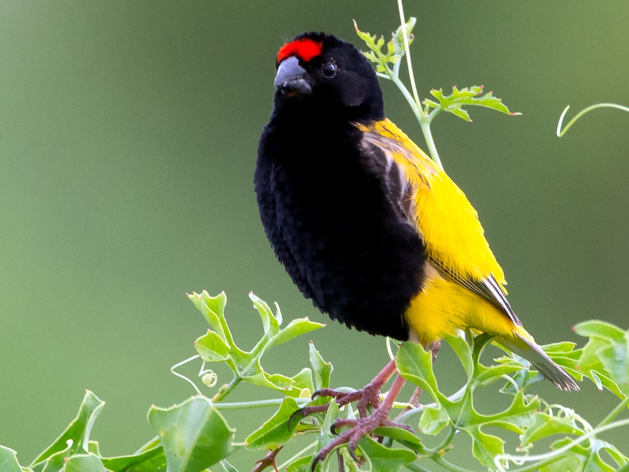Fire-fronted Bishop - eBird