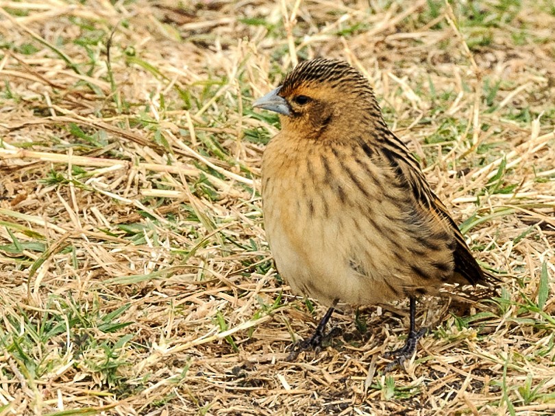 Jackson's Widowbird - eBird