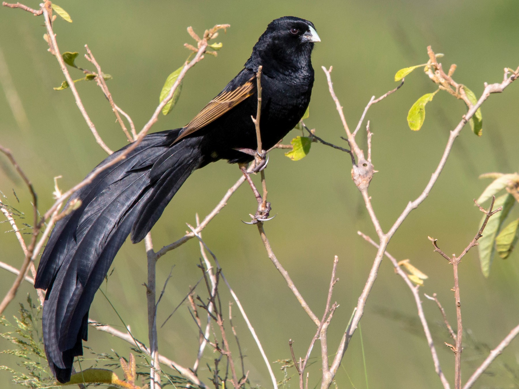 Jackson's Widowbird - eBird