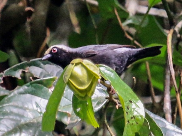 Pale-fronted Nigrita - eBird