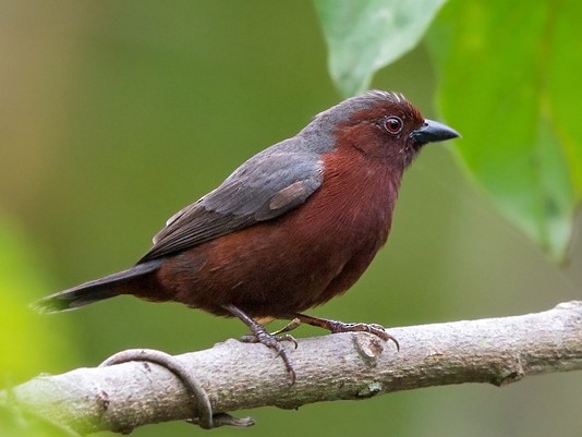 Chestnut-breasted Nigrita - eBird