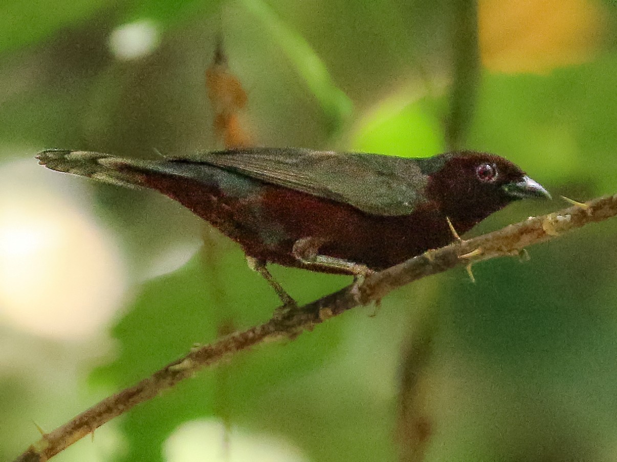 Chestnut-breasted Nigrita - eBird