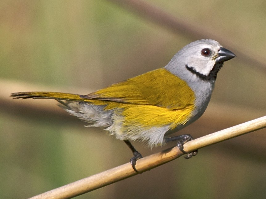 Gray-headed Oliveback - eBird