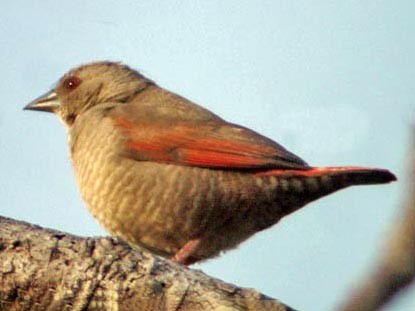 Red-winged Pytilia - eBird