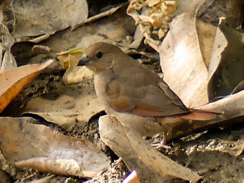 Red-winged Pytilia - eBird