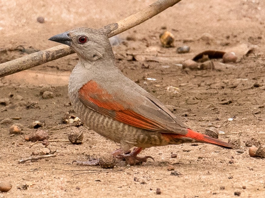 Red-winged Pytilia - eBird