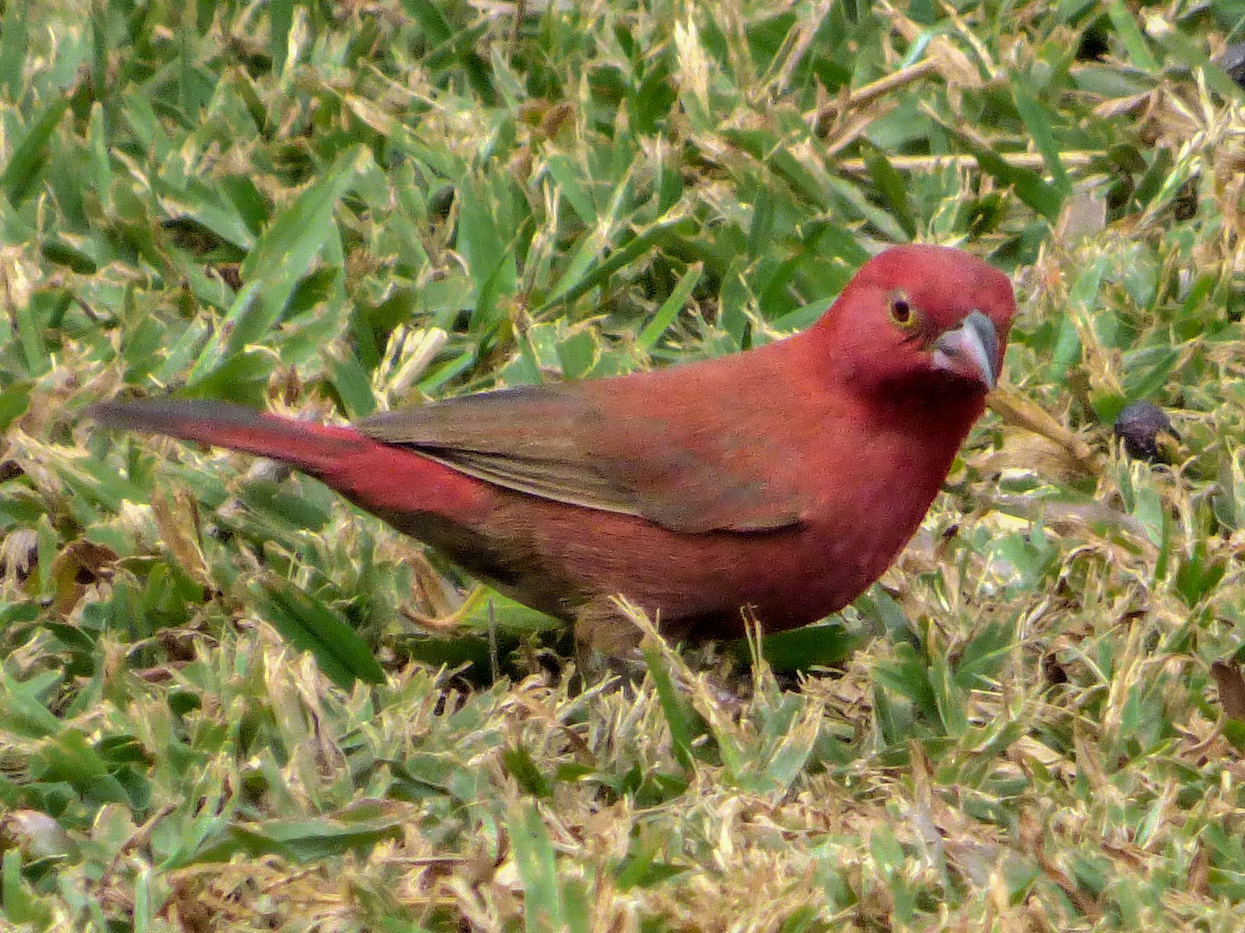 Black-bellied Firefinch - eBird
