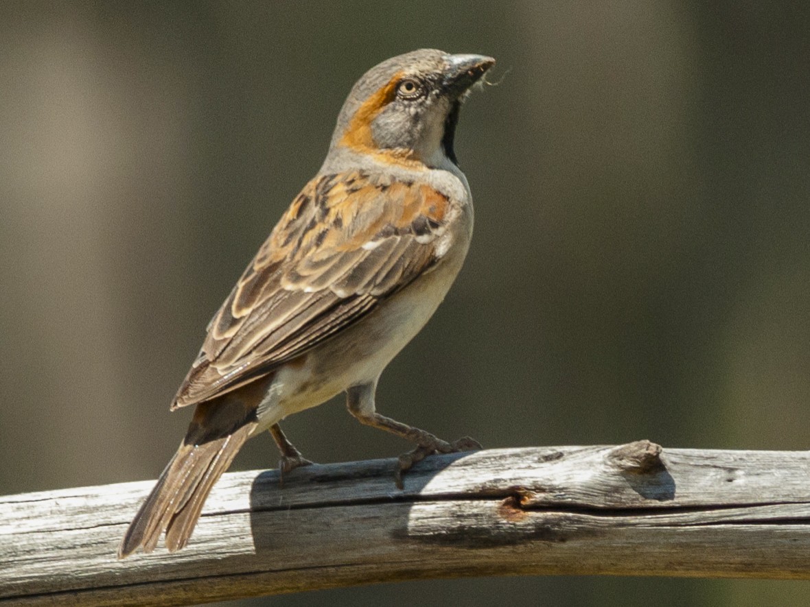 Kenya Rufous Sparrow - eBird