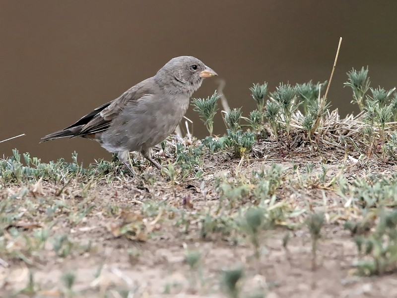 Swahili Sparrow - eBird