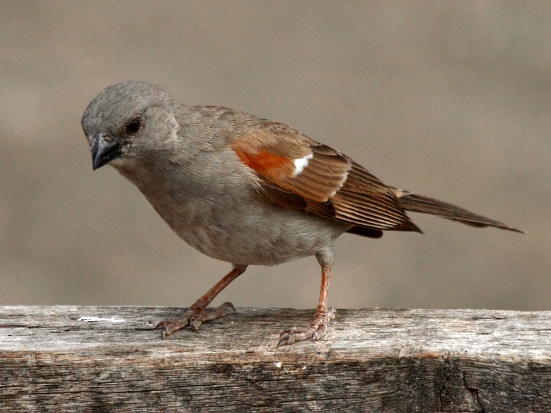 Swahili Sparrow - eBird