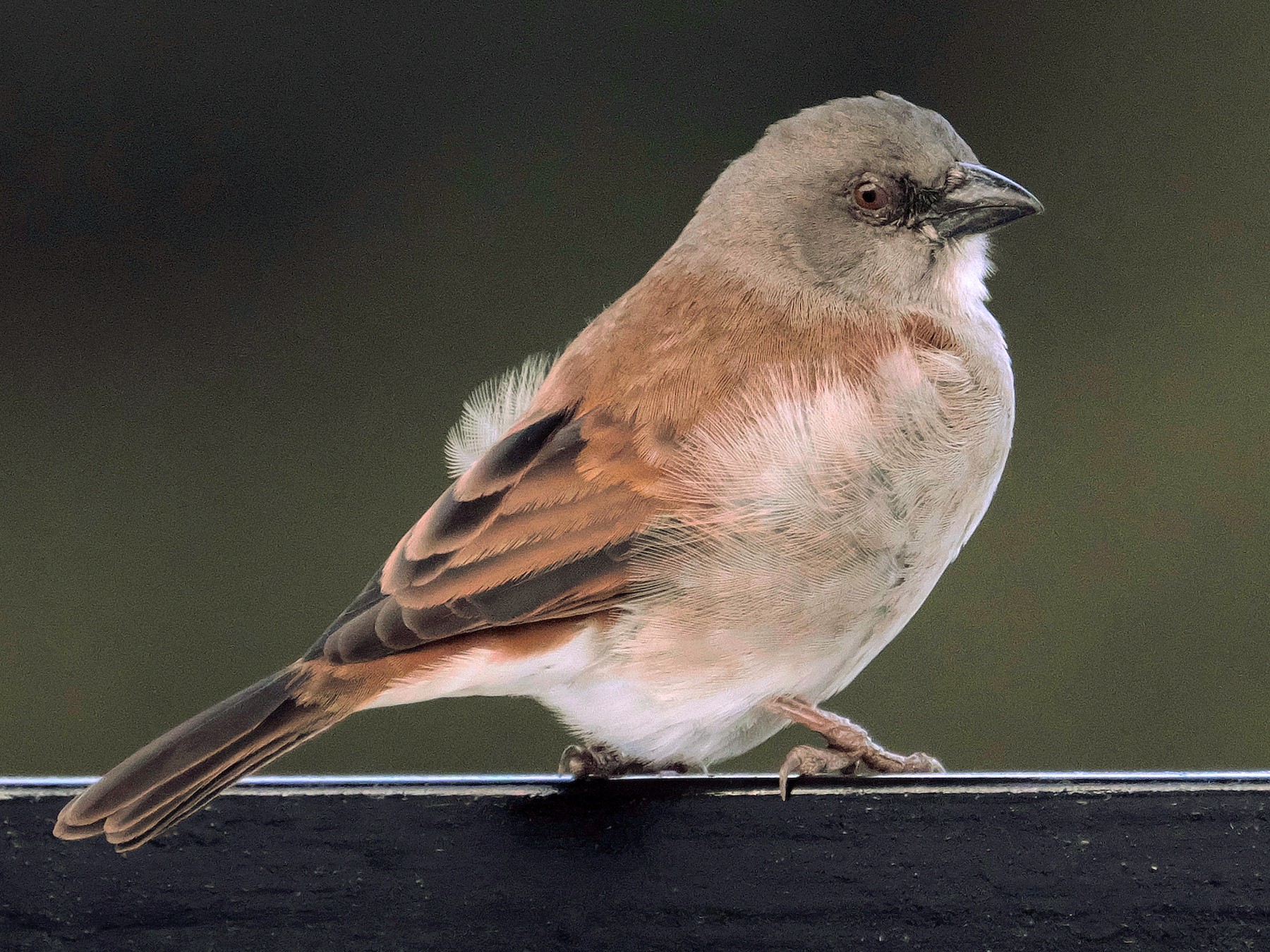 Swahili Sparrow - eBird