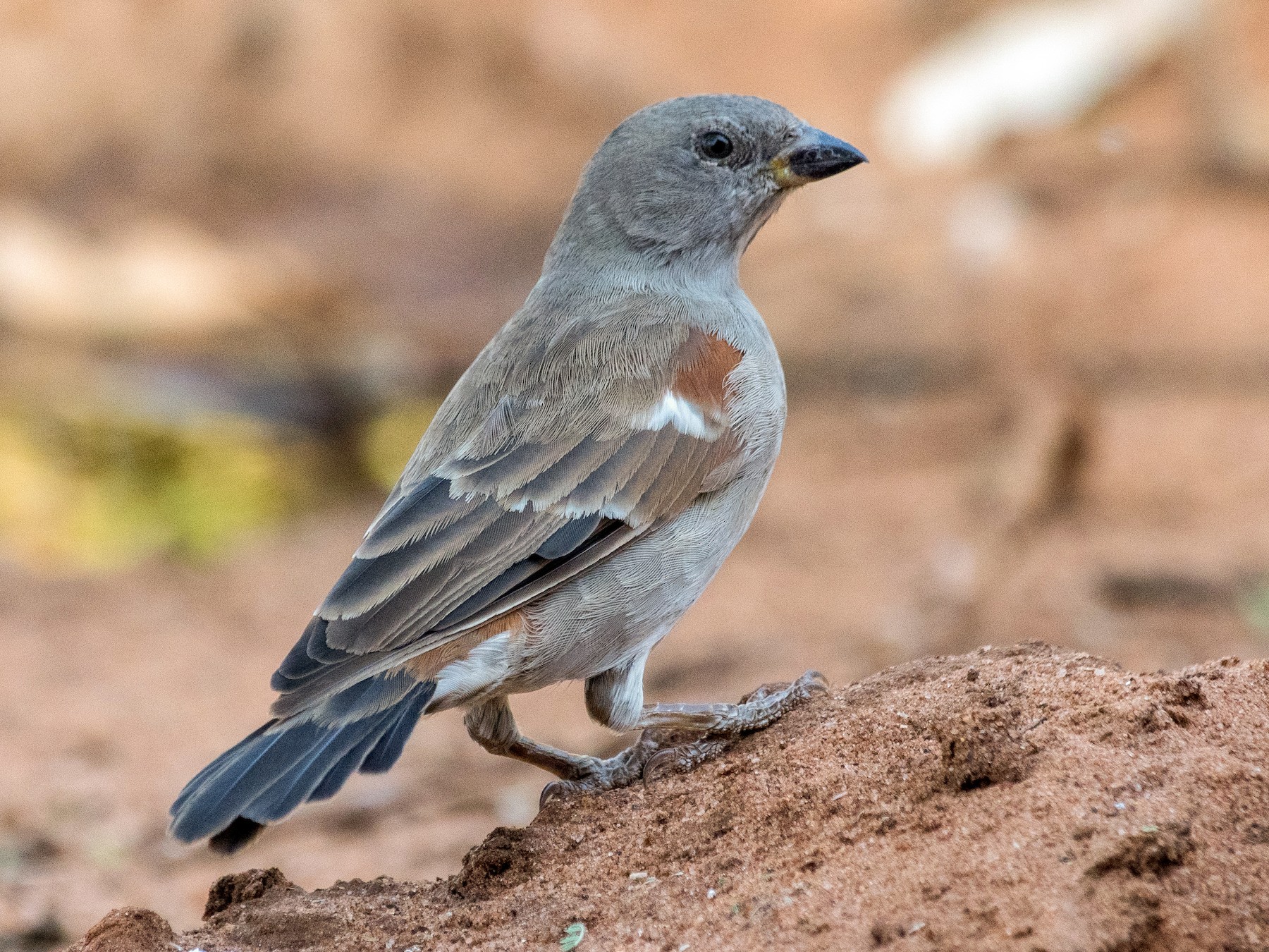 Swahili Sparrow - eBird