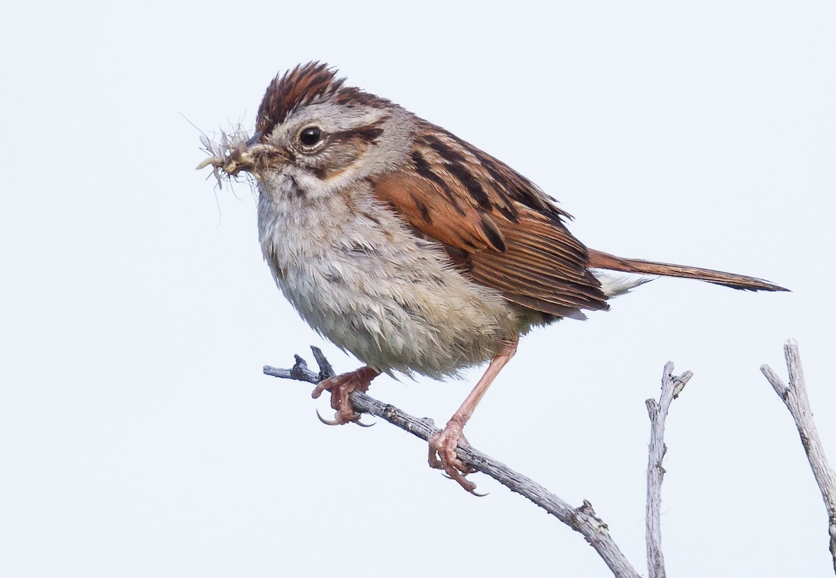 eBird Checklist - 23 Jun 2013 - Jasper National Park--Cottonwood Slough ...